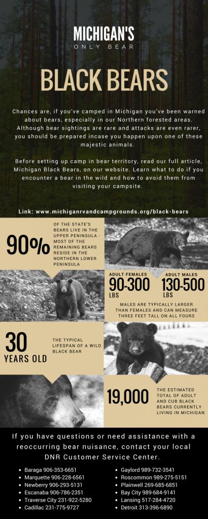 What You Should Know About Michigan Black Bears - MARVAC