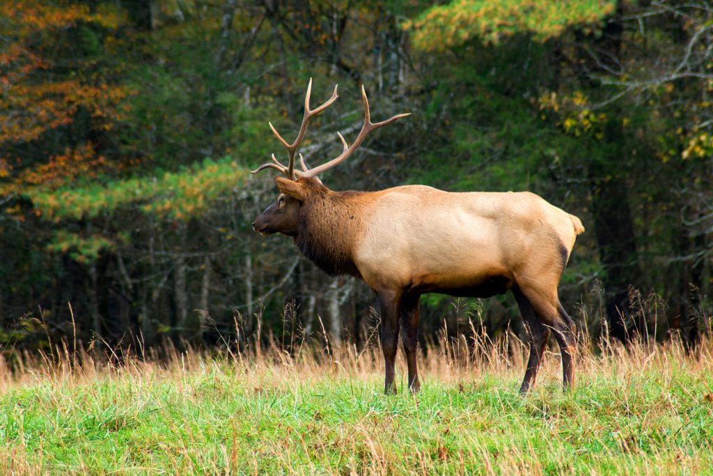Driving Tour: Northeast Michigan Wildlife Viewing - MARVAC