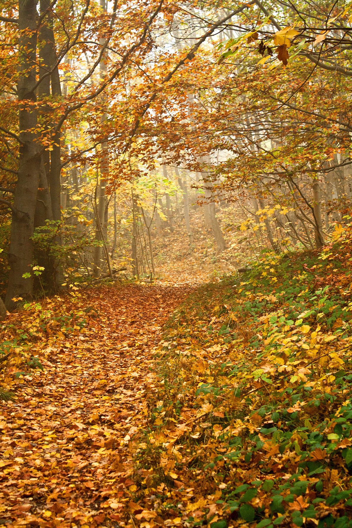 12 Michigan Trails to Hike to See Fall Colors - MARVAC