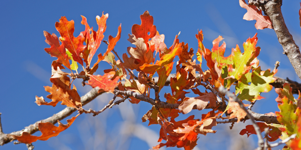 Driving Tour: Southeast Michigan Color Tour - MARVAC