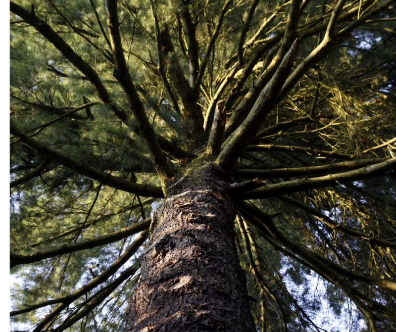 Where to Explore Old Growth Forests in Michigan - MARVAC