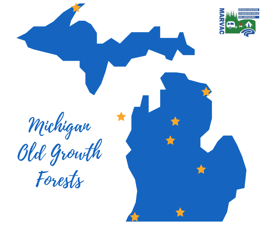 Where to Explore Old Growth Forests in Michigan - MARVAC
