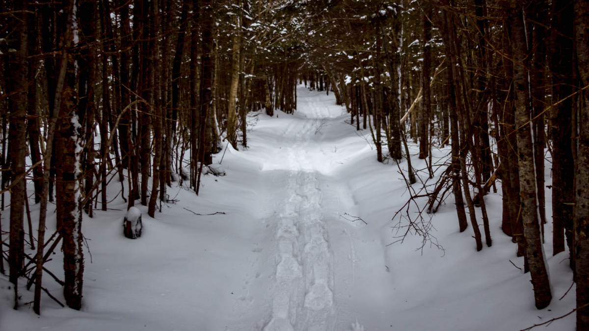 6 Enchanting Winter Trails for Snowshoeing at Michigan State Parks - MARVAC