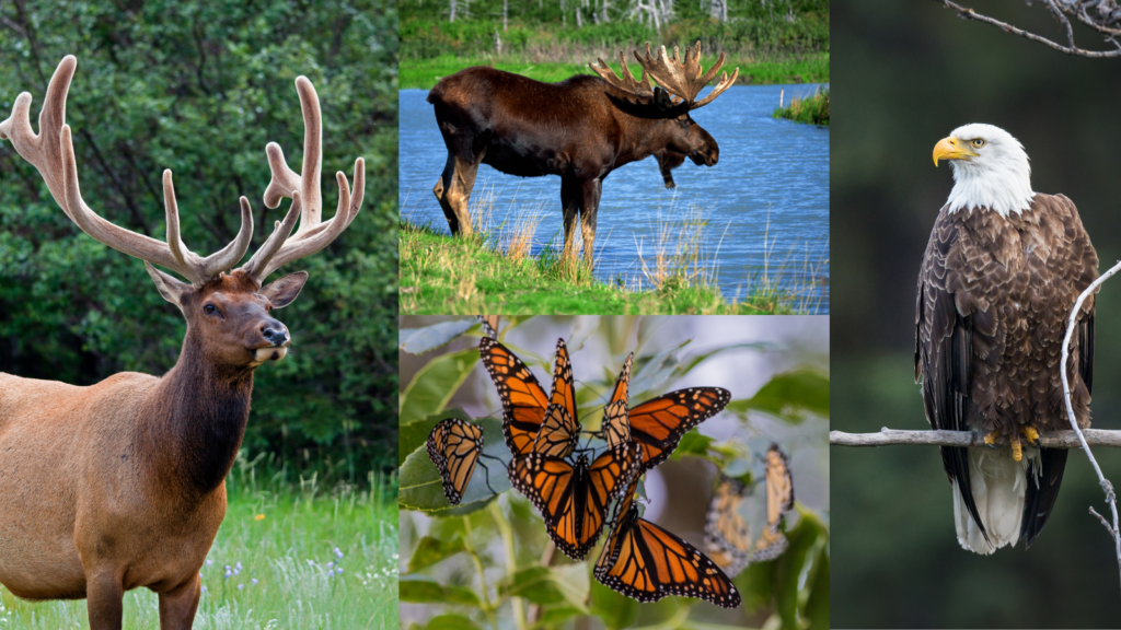 Wildlife Viewing Hot Spots in Michigan - MARVAC